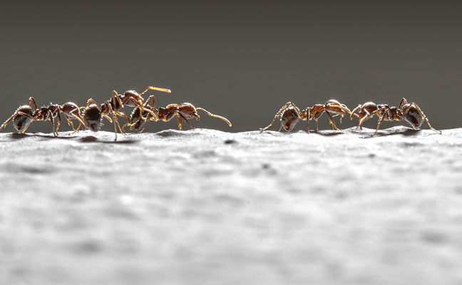 Ant management: Choose control method based on species | Pest ...