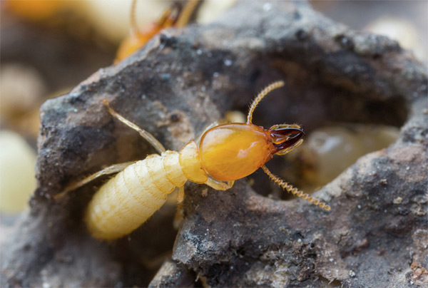 Terminix ranks Top 50 termite cities | Pest Management Professional