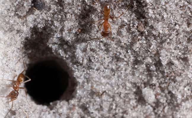 For ants, focus more on nest, less on food | Pest Management Professional