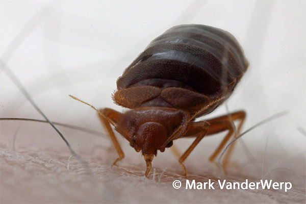 Tips for Bed Bug Awareness Week | Pest Management Professional