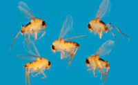 Understanding and managing phorid flies | Pest Management Professional