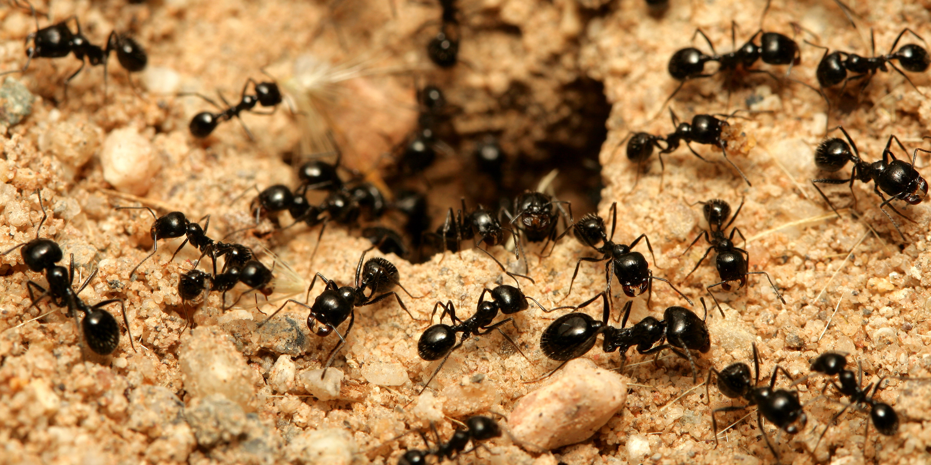 » Ant control: Getting it right the first time