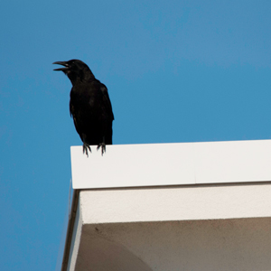 Pest Spotlight: American Crow | Pest Management Professional