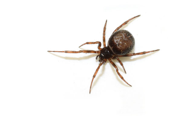 Size up your spider skills | Pest Management Professional