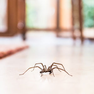 8 ways spiders can be brought into homes | Pest Management Professional