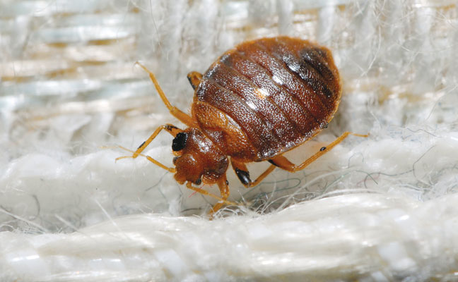 Refresh your knowledge of bed bugs | Pest Management Professional