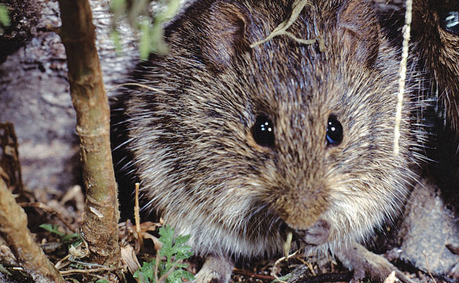 Hispid cotton rat: Sigmodon hispidus | Pest Management Professional