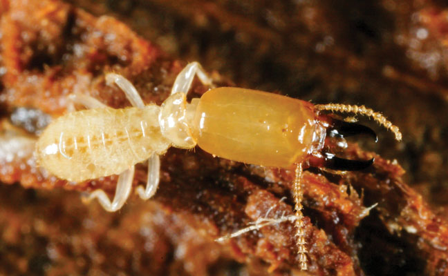 Test your termite expertise | Pest Management Professional