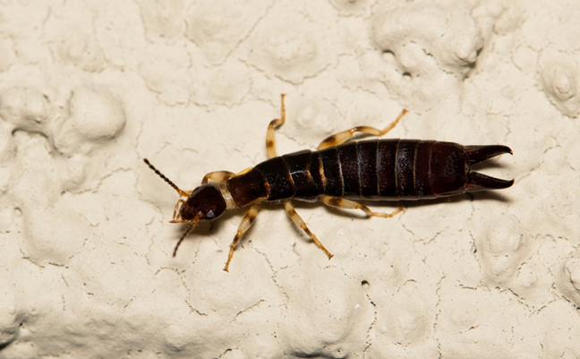 Understanding and managing earwigs | Pest Management Professional