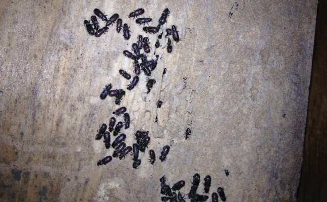 Managing wood-destroying weevils: Prevention, identification and ...