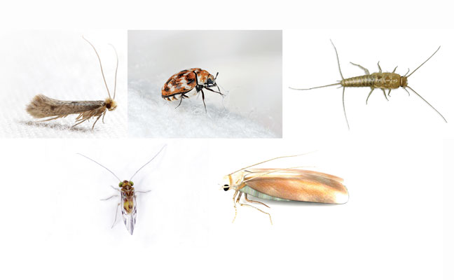 Tiny pests cause enormous risk for museum collections | Pest Management ...