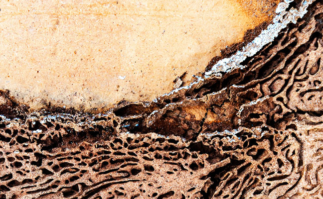 Orkin highlights termite awareness with new campaign | Pest Management ...