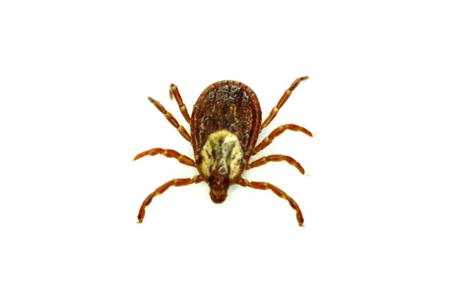 3 components of integrated tick management at animal facilities | Pest ...
