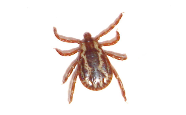 3 components of integrated tick management at animal facilities | Pest ...