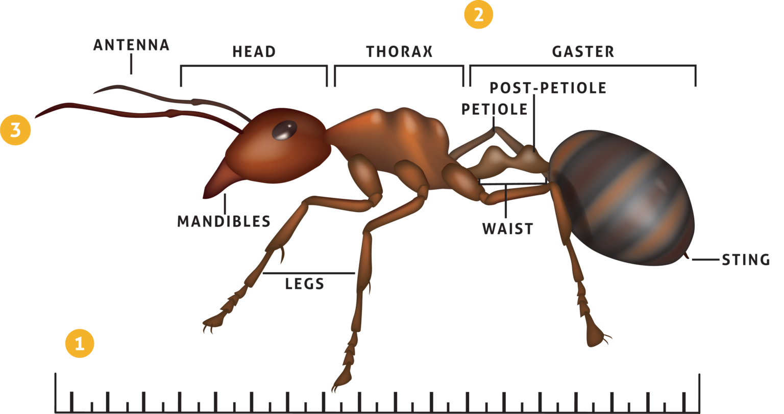 Go All In on Ant Control | Pest Management Professional