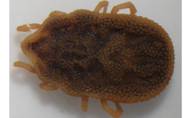 3 components of integrated tick management at animal facilities | Pest ...