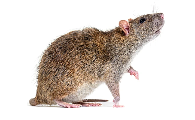 Rat problem in Washington D.C. offers cautionary tale on regulations ...